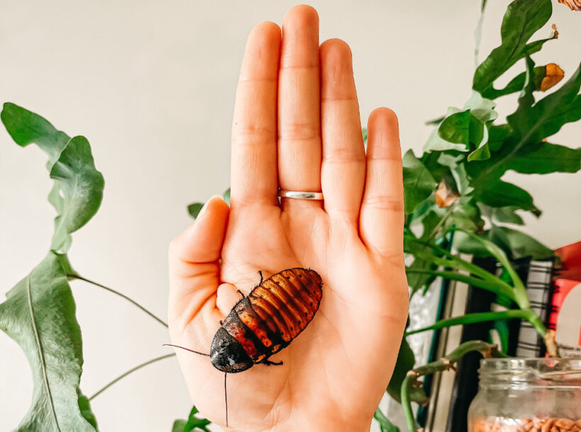 La différence entre une blatte de jardin et un cafard