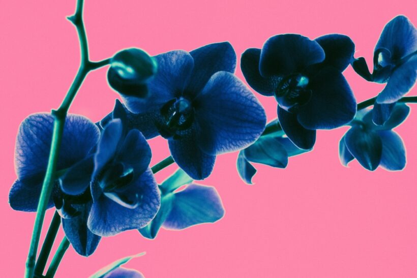 Conseils pour prendre soin des majestueuses orchidées bleues mystiques